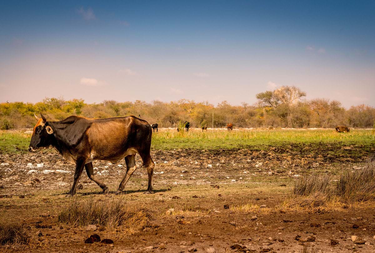 Limpopo’s Vhembe includes the Mapungubwe World Heritage Site and part ...