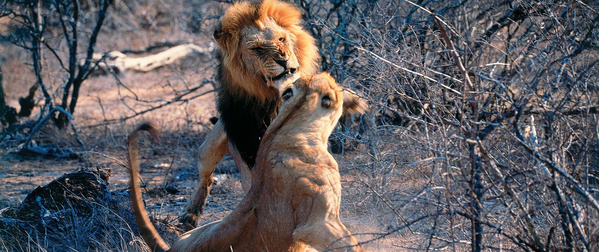 Wildlife photography tips while game-viewing in South Africa (UK)