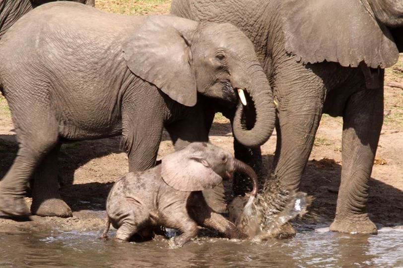 See the Big Five, including an elephant with the biggest tusks in South ...