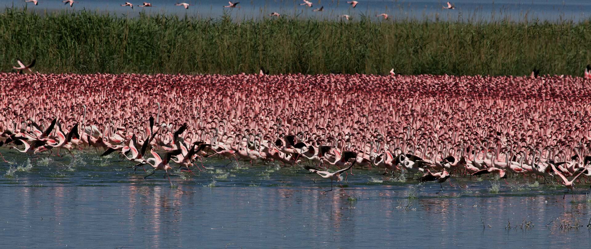 Lass dir von den Flamingos in Kimberley ein Lächeln ins Gesicht zaubern ...