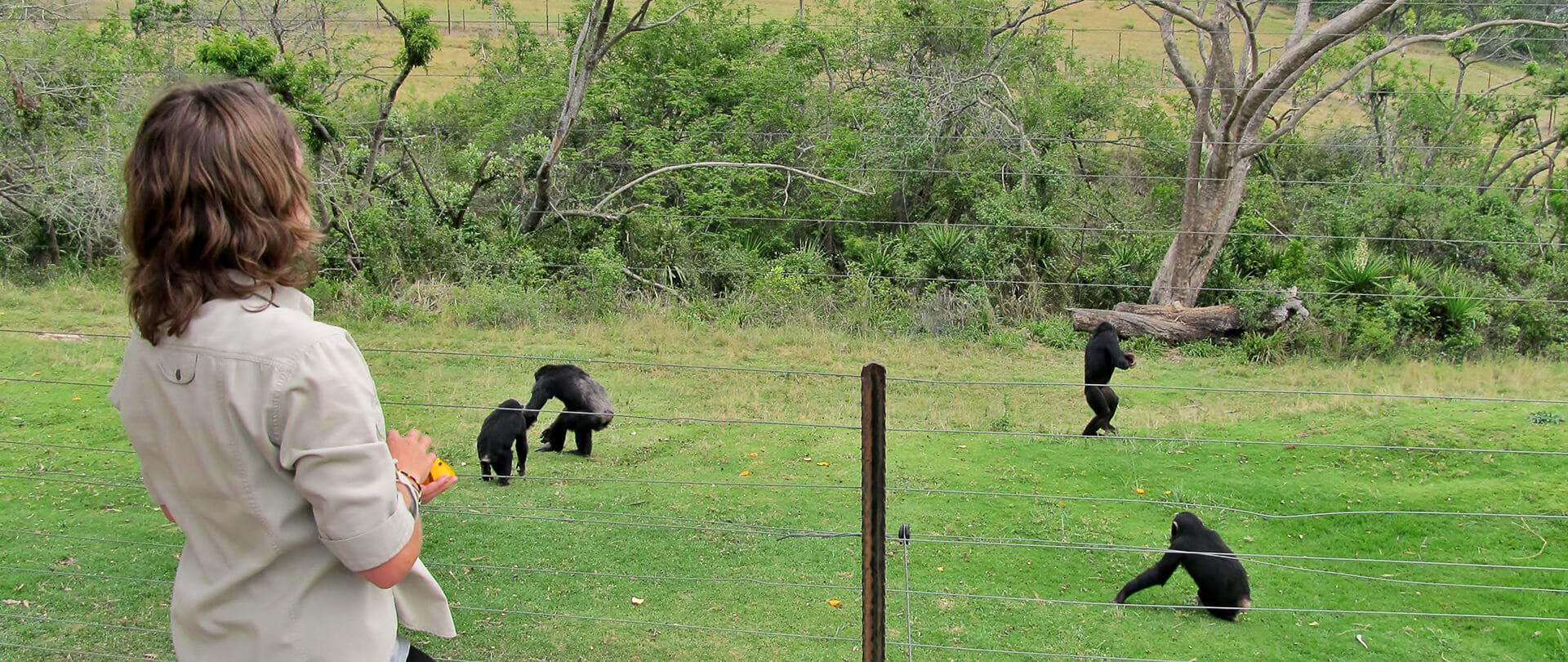 A Chimp Life at Jane Goodall Institute’s Chimpanzee Eden (GL)