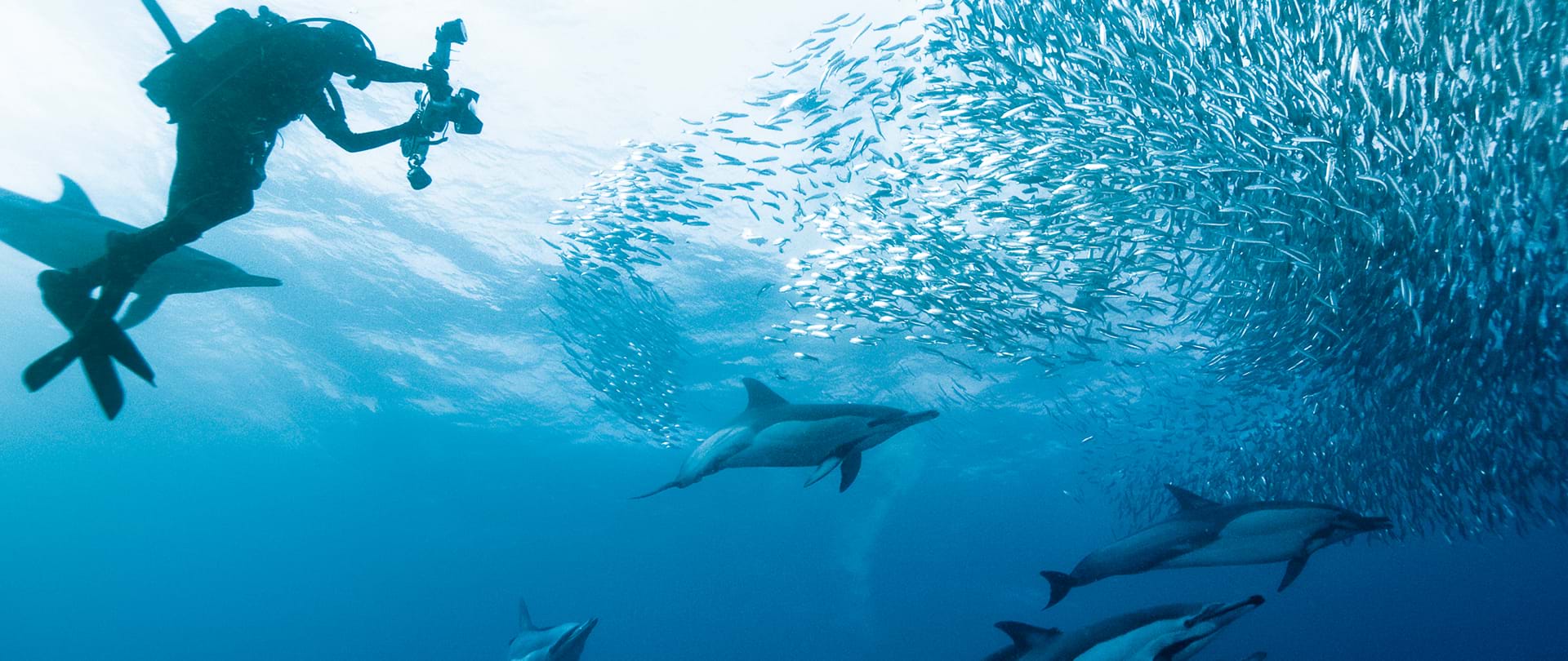 Experience the Sardine Run - The Greatest Shoal on Earth! (GL)