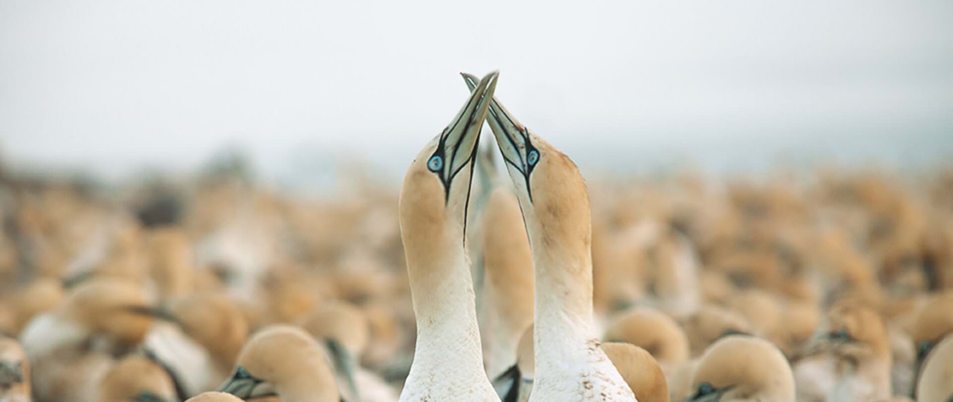 On a boat cruise around the Bird Island Group, outside Port Elizabeth ...