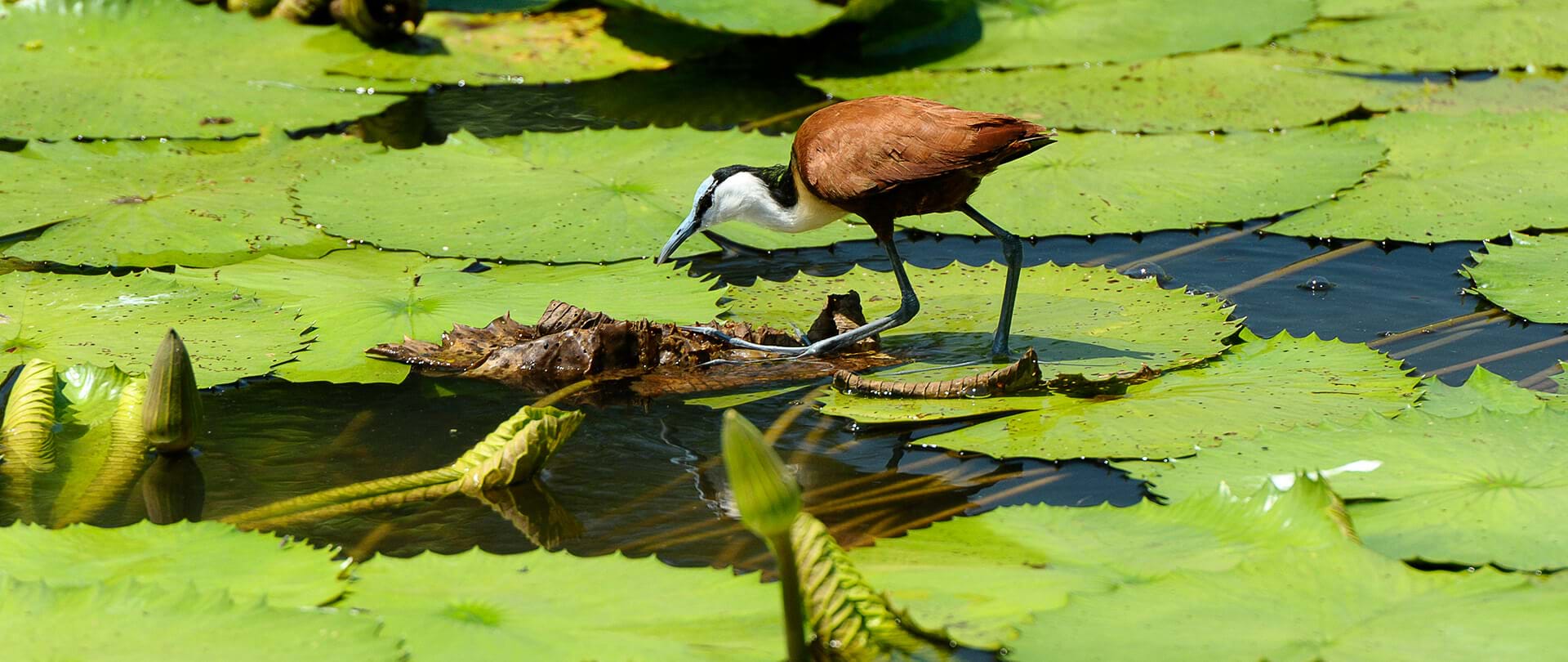Nylsvley Nature Reserve | Birding in South Africa | Bird Watching (NA)