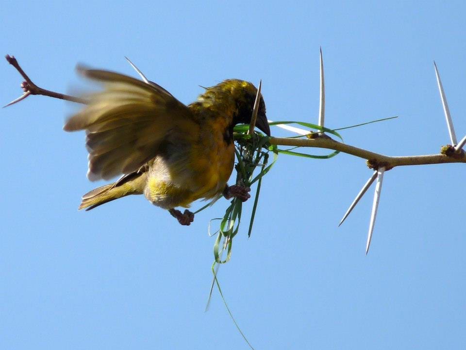 Sociable weavers build large communal nests in the Kalahari (AU)