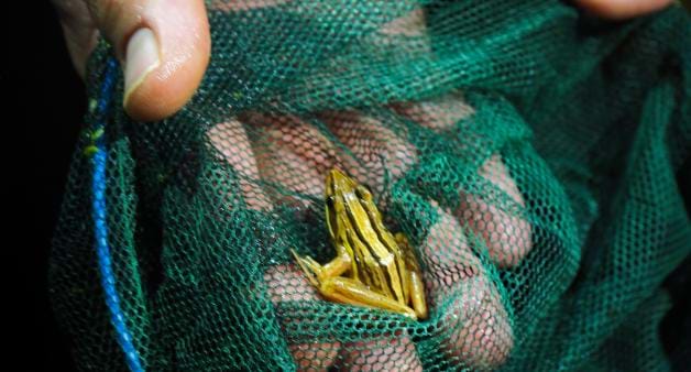 Frogging safaris in South Africa are a 1-night adventure that involve ...