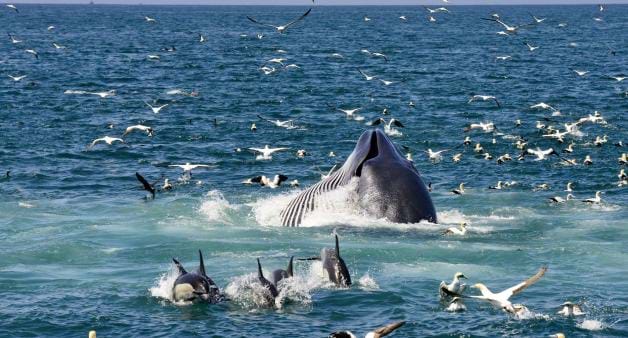 The Dolphin Coast, on KwaZulu-Natal’s North Coast, offers beaches ...