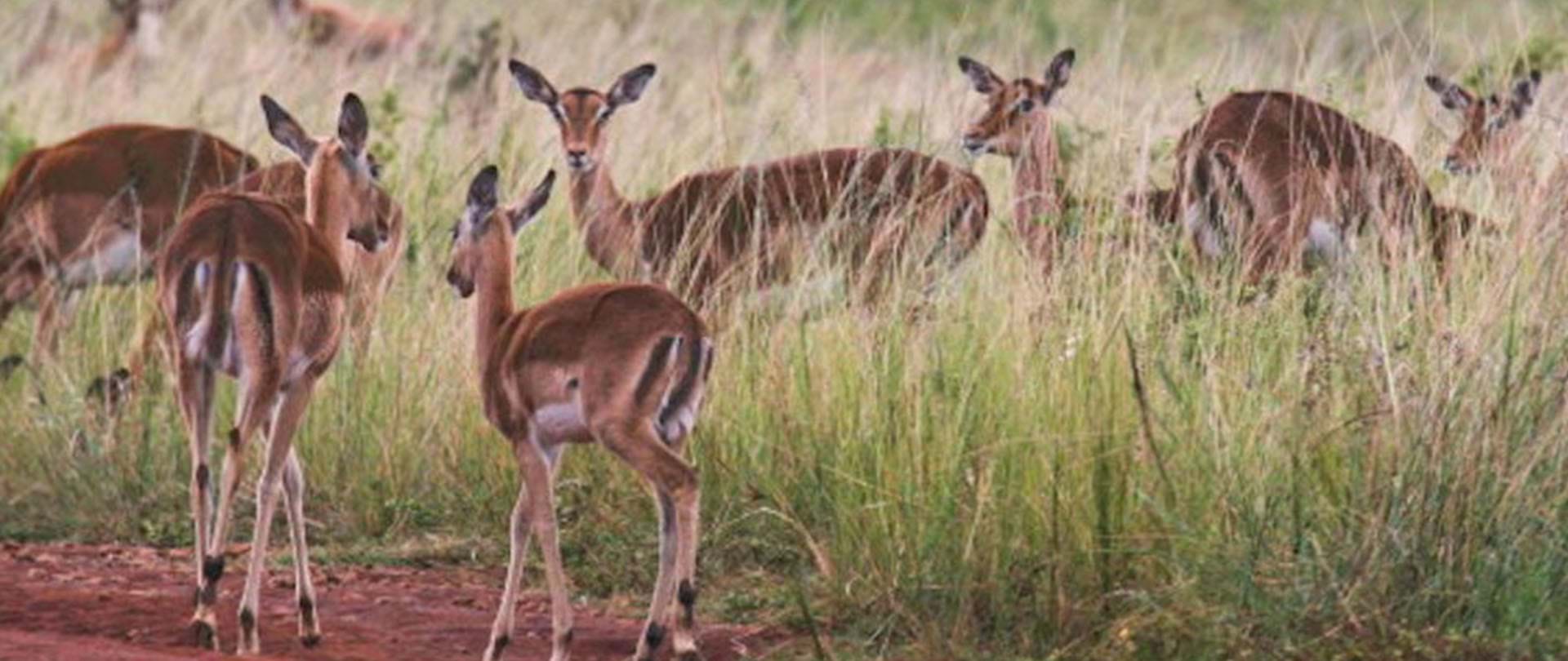 Roodeplaat Dam Nature Reserve is in Dinokeng Game Reserve. (GL)