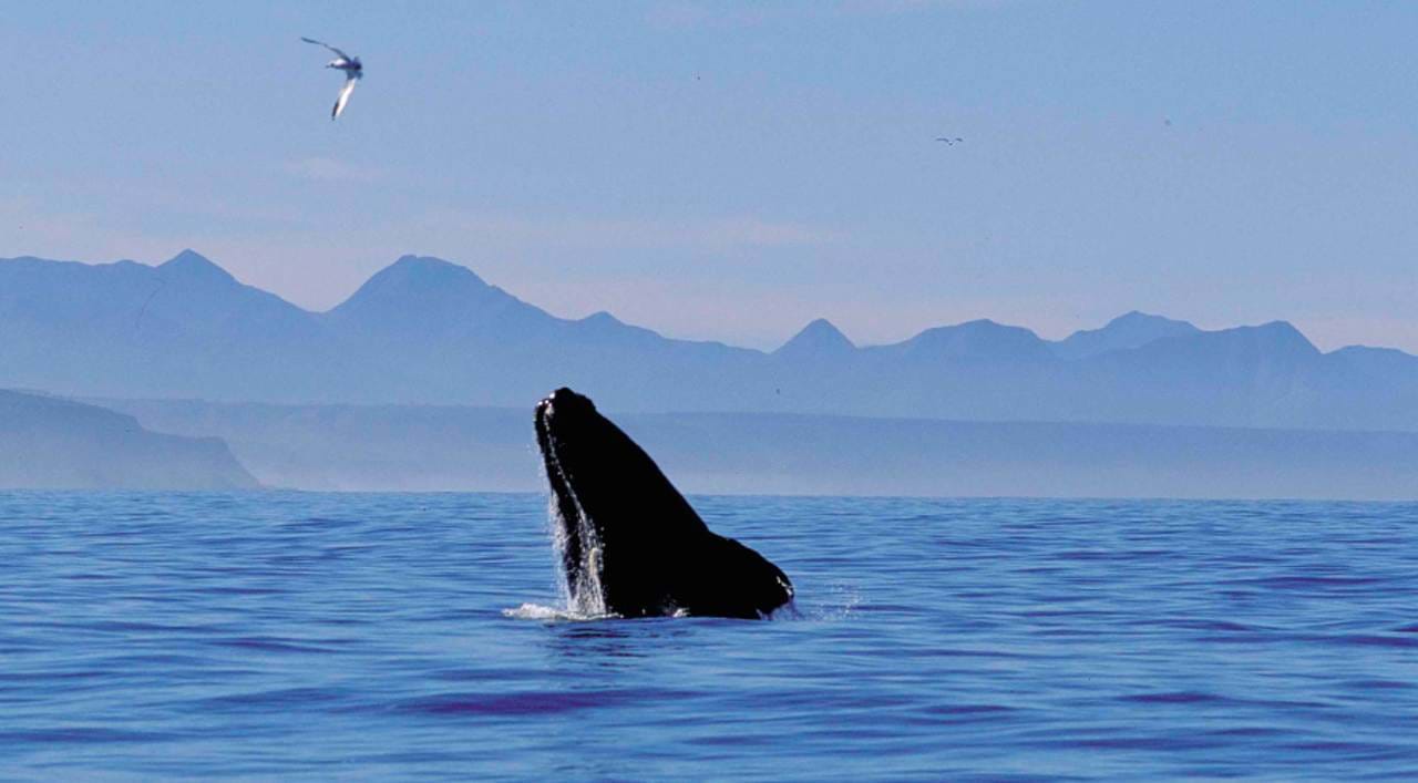 Wale am Kap: Erlebe Hermanus' majestätische Besucher (DE)