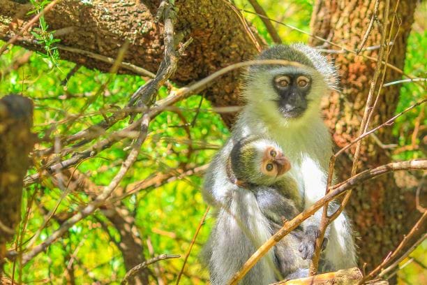 Vervet monkeys; playful; mischievous; primates; eastern South Africa ...