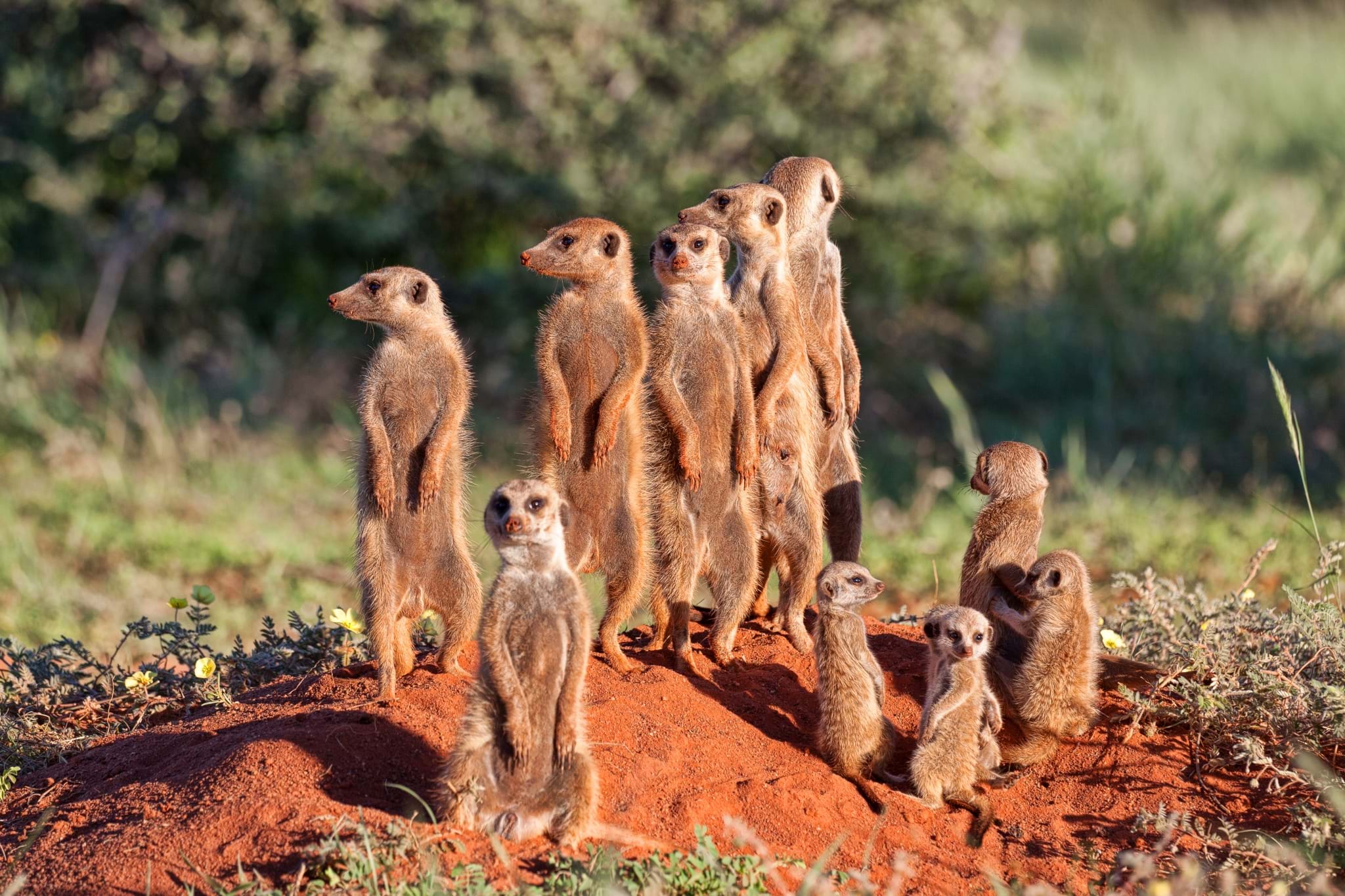 Little Karoo; Western Cape; Oudtshoorn; Route 62; meerkat encounters ...