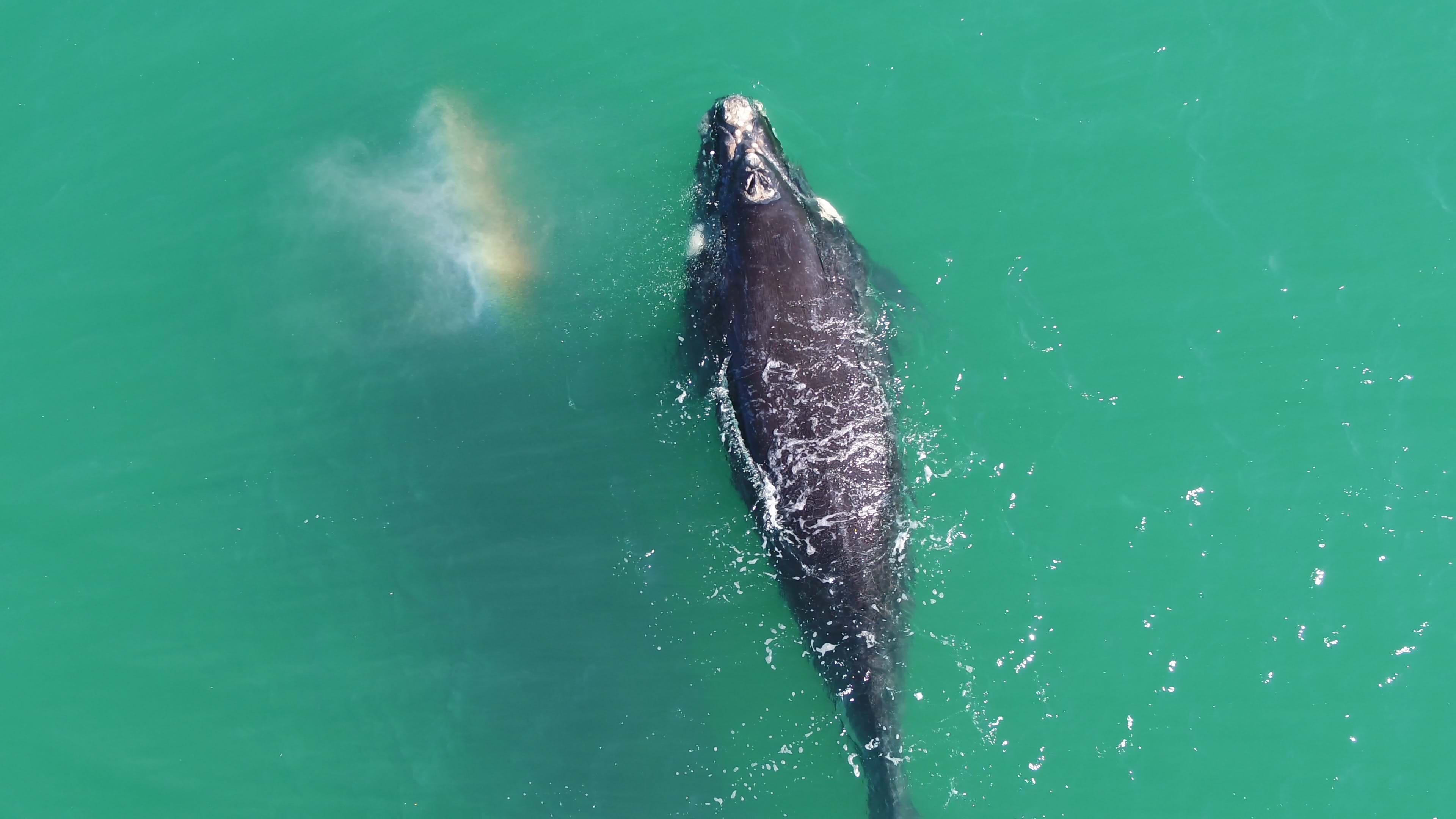 Faszinierendes Wildlife (DE)