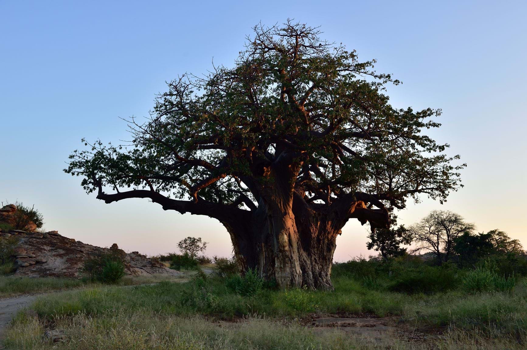 Het Musina Nature Reserve is het thuis van de grootste collectie baobab ...