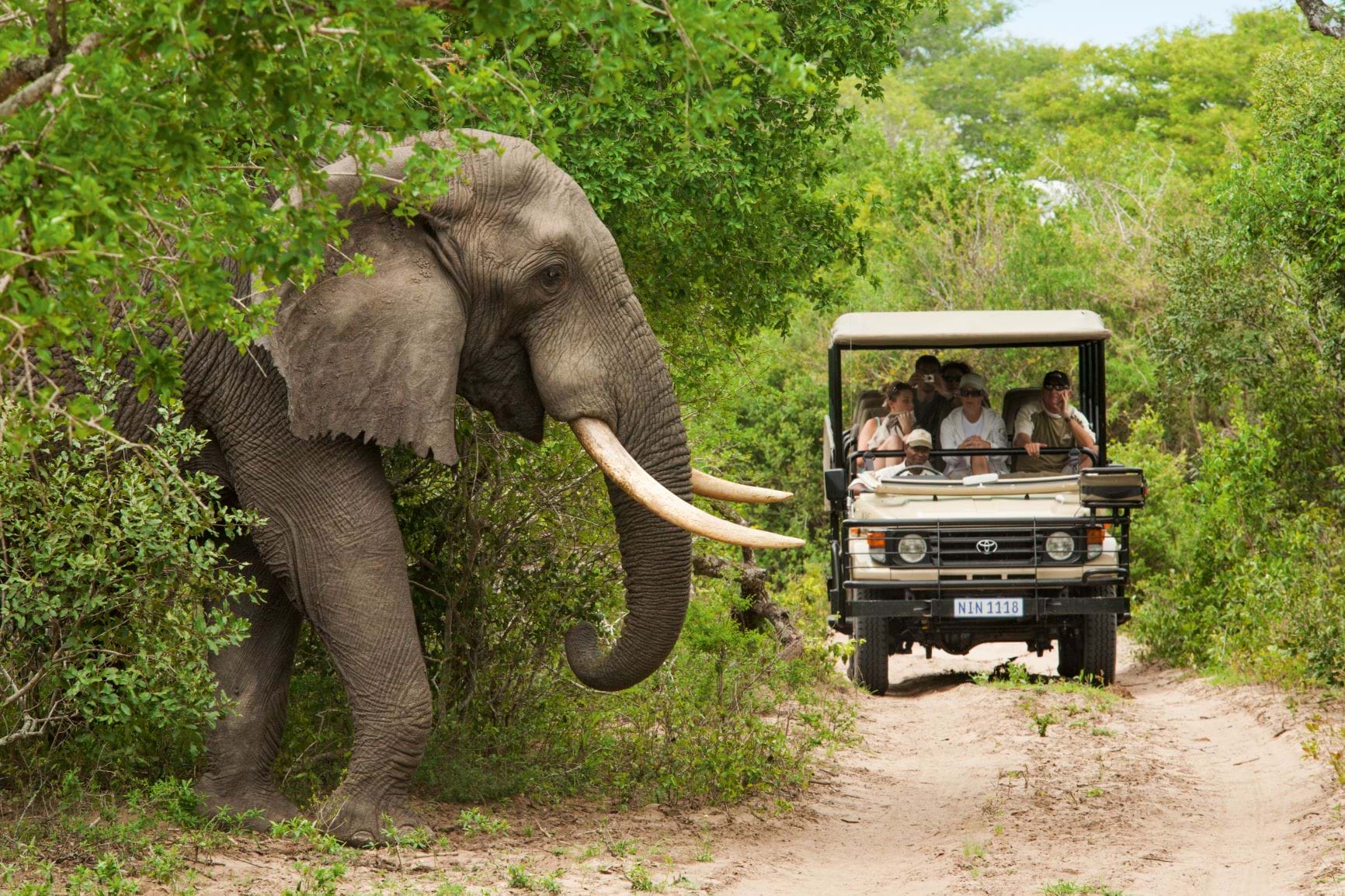 Tembe Elephant Park is de thuisbasis van enkele van de grootste ...