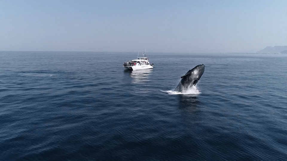 Je kan langs de kust van Zuid-Afrika uitstekend walvissen spotten (NL)