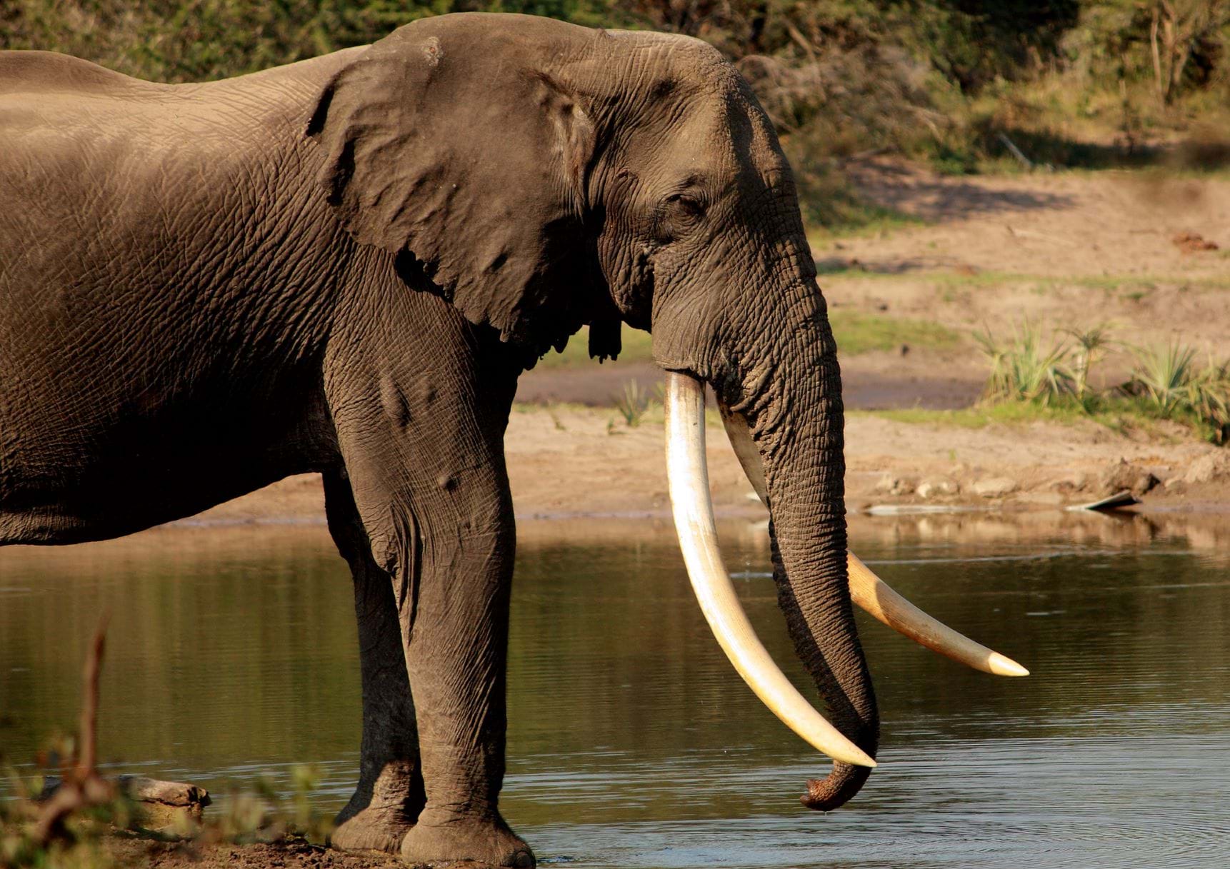 Tembe Elephant Park is de thuisbasis van enkele van de grootste ...